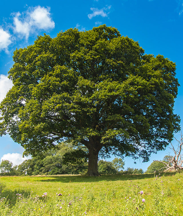 Holy Land Certificate - Trees For Israel | Jewish National Fund-USA